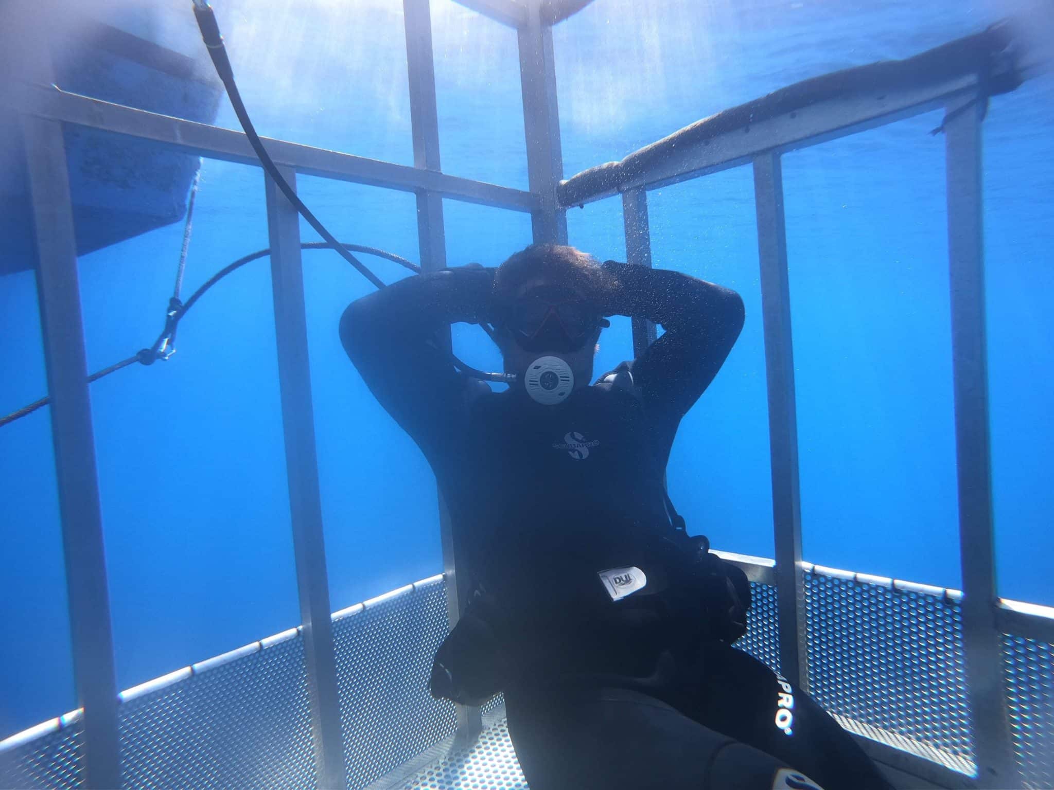 Reflections: The Great White Shark of Guadalupe • The Havok Journal
