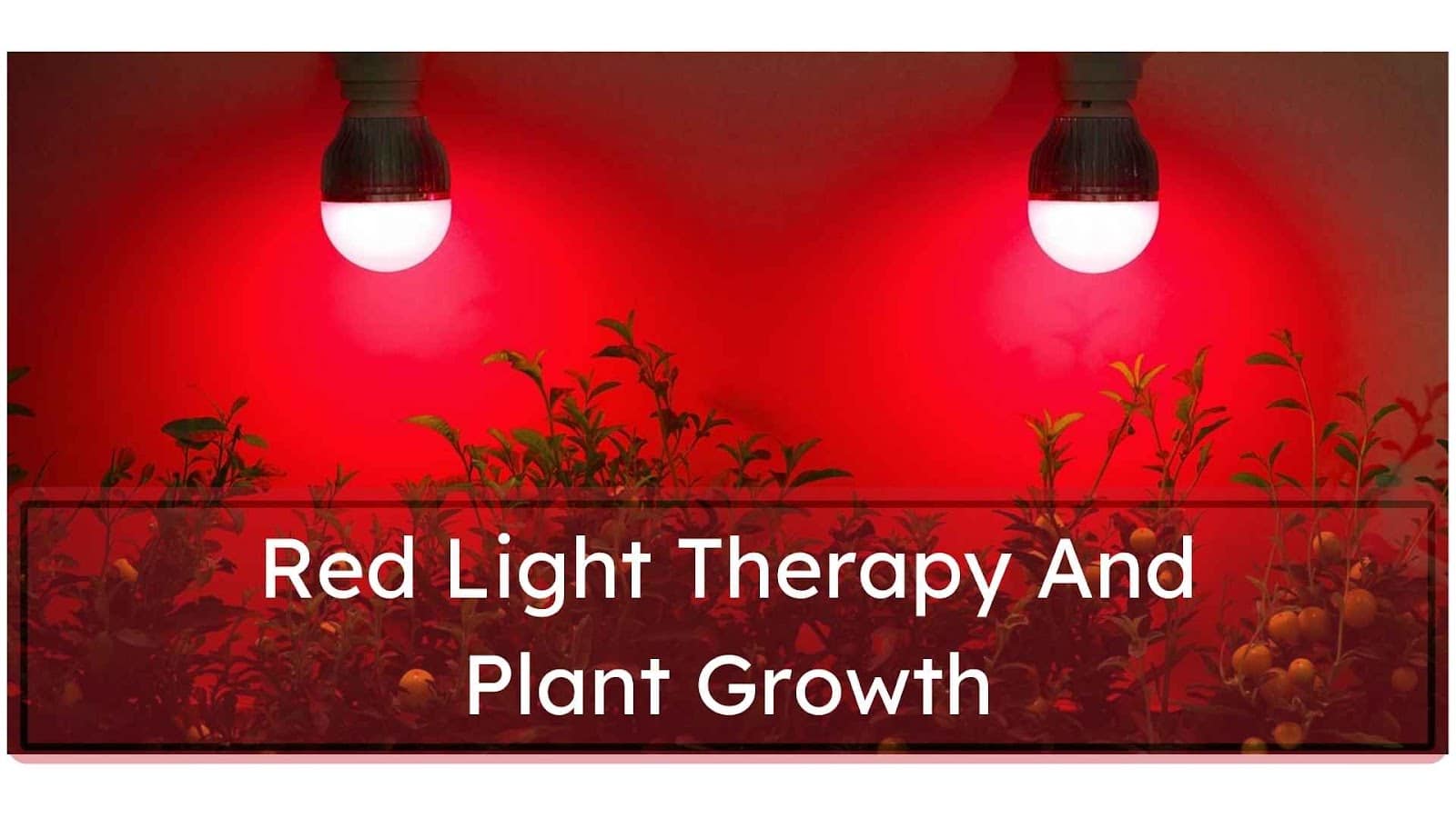 Red Light Therapy And Plant Growth • The Havok Journal | Military ...