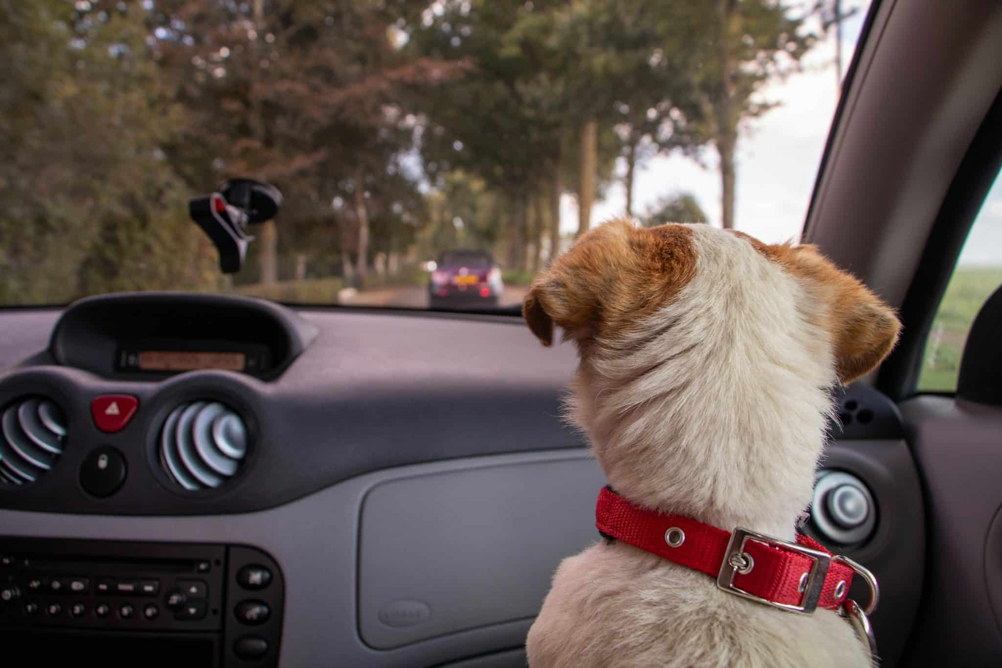 When Pets Take the Wheel: The Day a Dog Drove a Car in Walmart's Lot ...