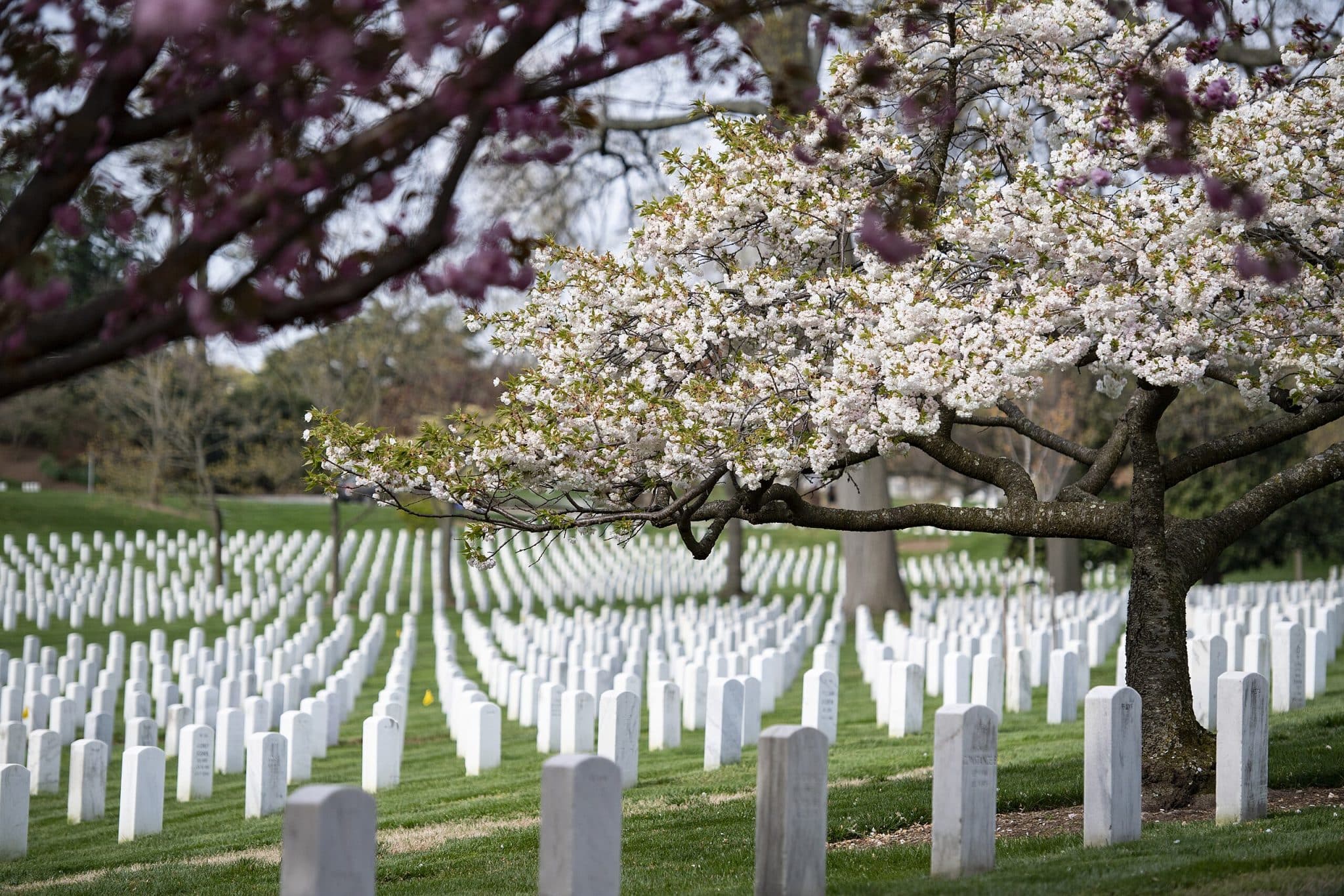 All Those Crosses • The Havok Journal | Military & Veteran News ...