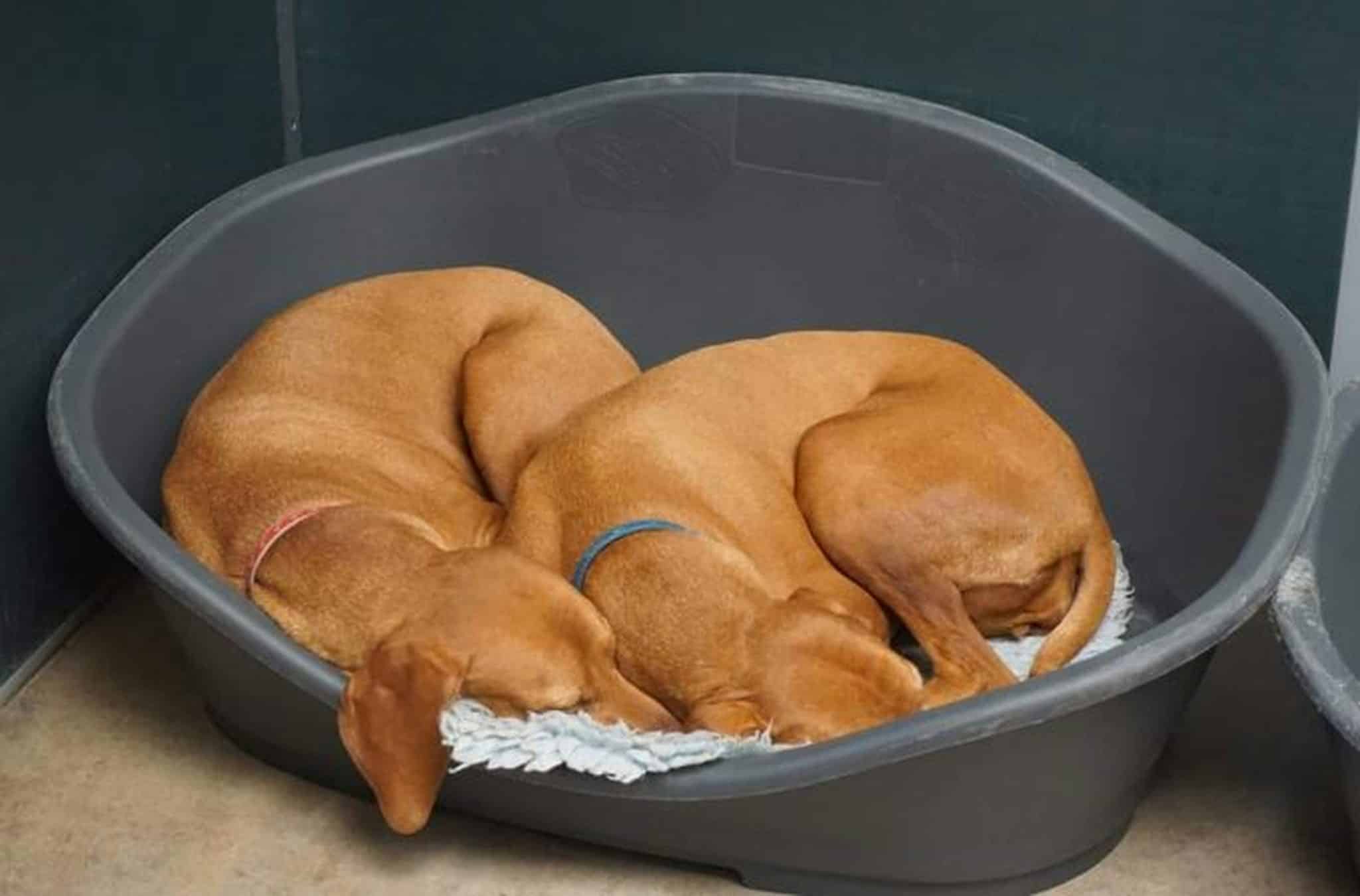 5 Must-Know Things Before Visiting a Dog Boarding • The Havok Journal ...