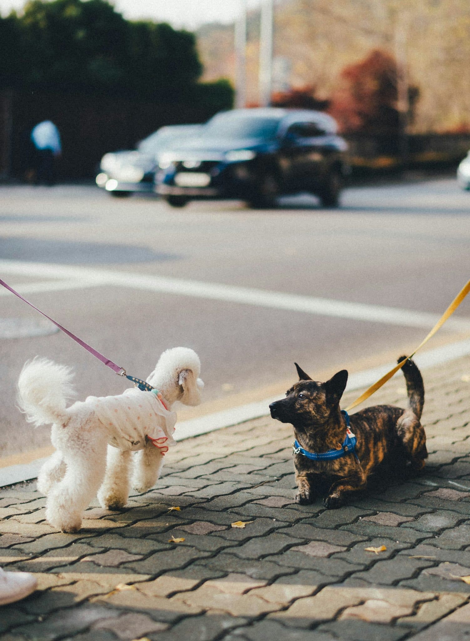 Safe Dog Walking Practices Every Chicago Professional Follows Without ...